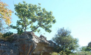 Large-leaved rock fig - Fascinating Africa