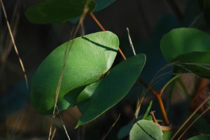 Fever tree - Fascinating Africa