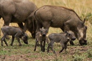 Warthog, Common - Fascinating Africa