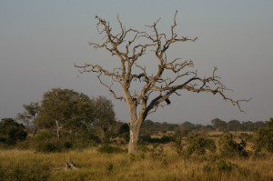 Ten fascinating tree facts from the Kruger - Fascinating Africa